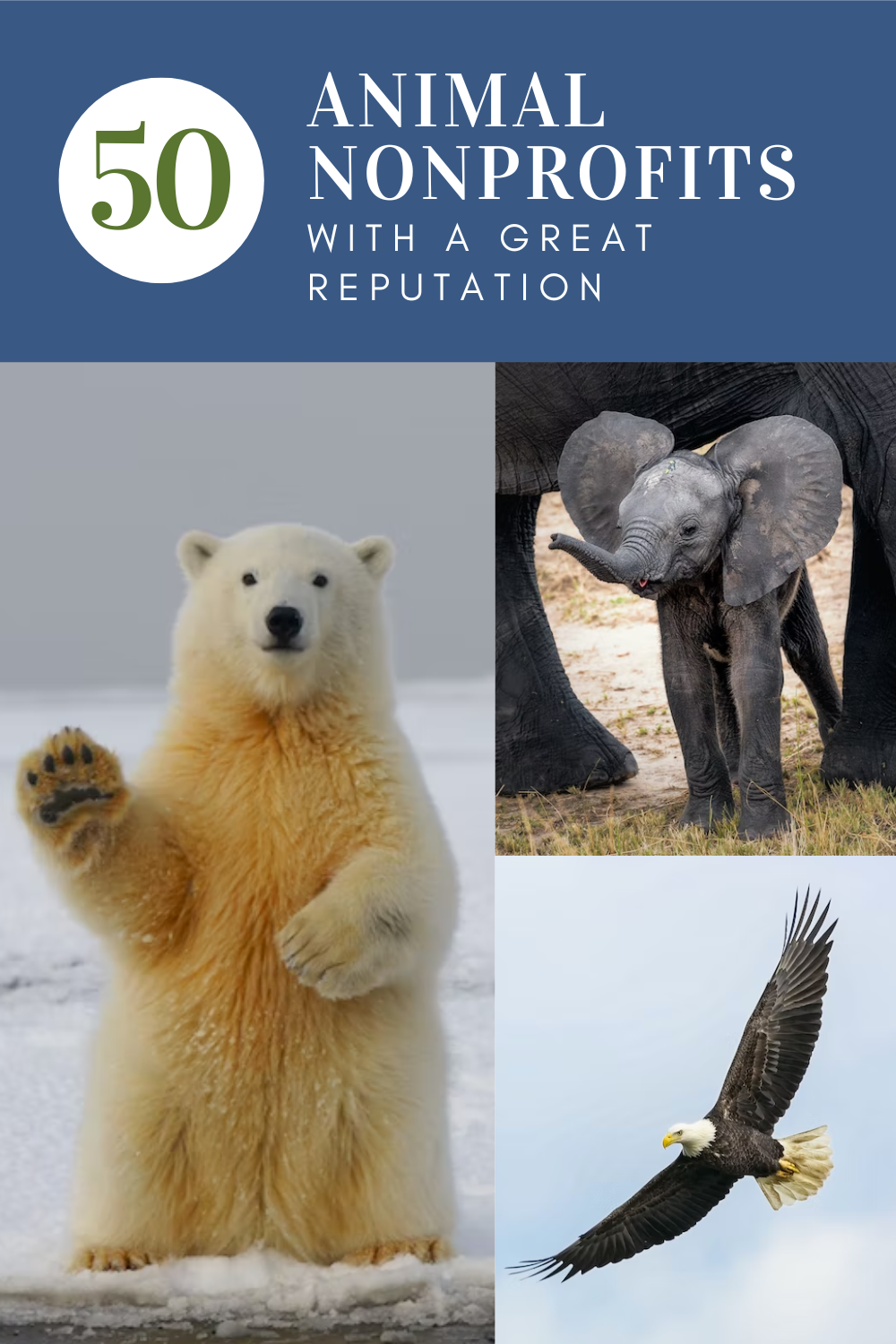 Top 50 Animal Nonprofits with a Great Reputation - MoneyMinder